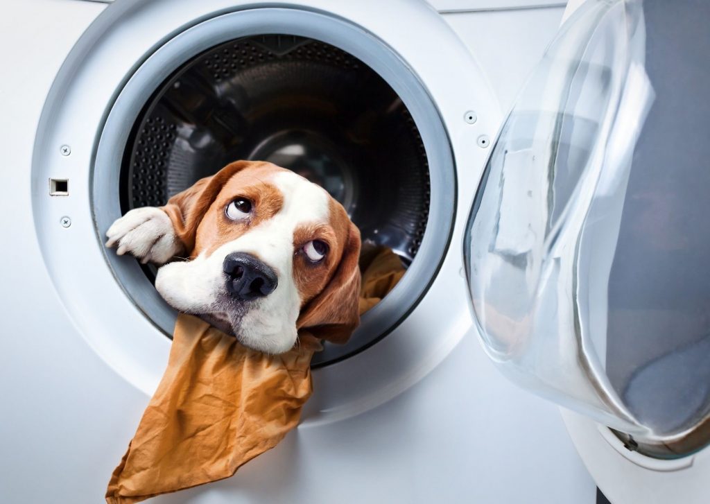 How to support your dog through Bonfire Night in Chelmsford - Charles ...