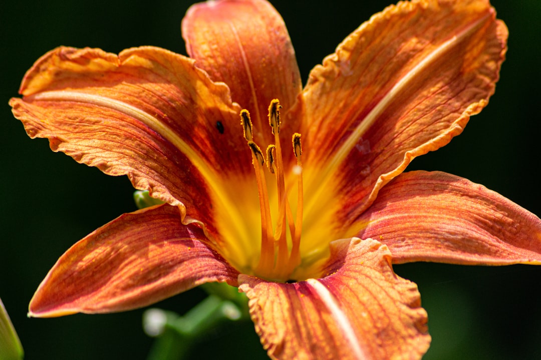 Revamping Your Garden for Buyers This Spring - Charles David Casson